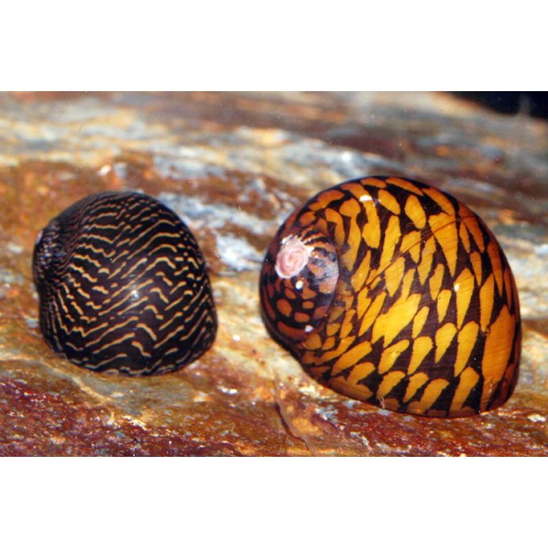NERITINA SP. VARIEGATA - Escargots