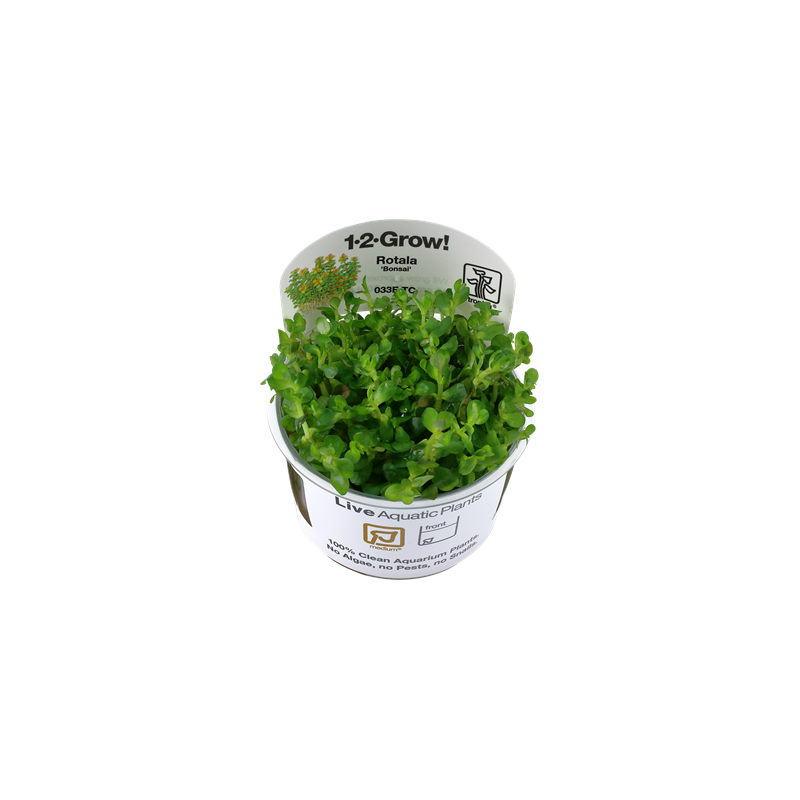 TROPICA PLANTS - ROTALA INDICA BONSAI 1-2 Grow