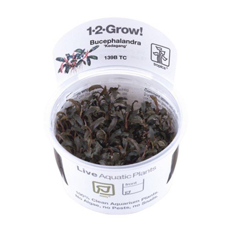 TROPICA PLANTS - Bucephalandra 'Kedagang' - 1-2 Grow