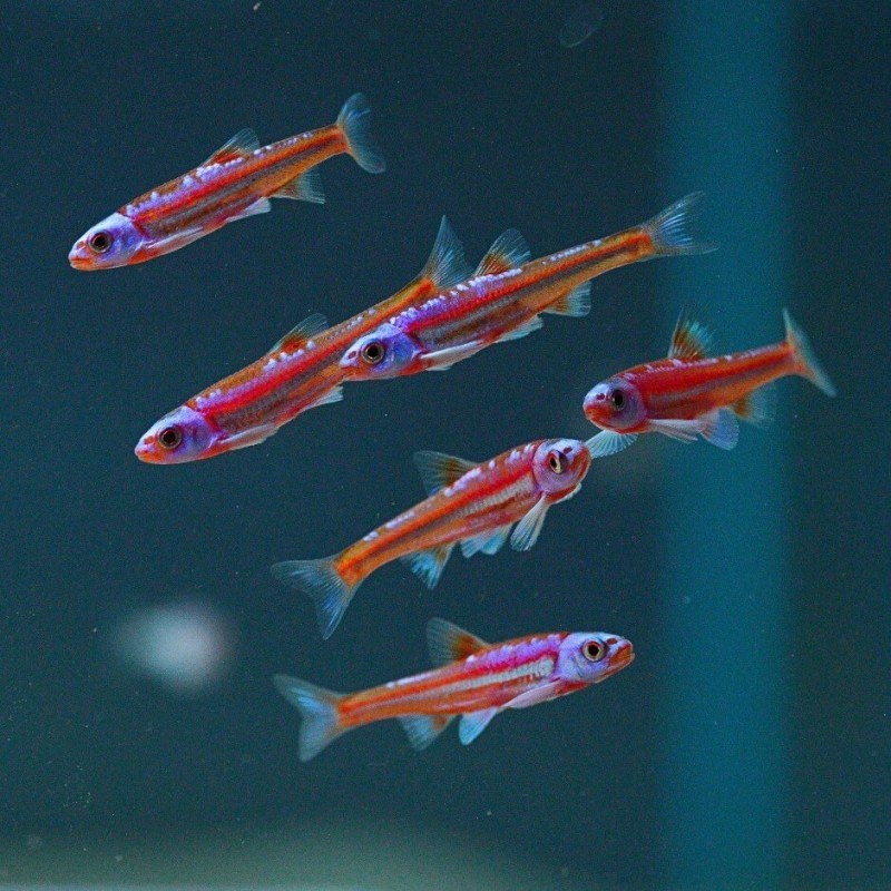 NOTROPIS CHROSOMUS 3-5CM